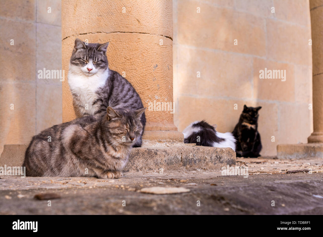 Cats sit on a stone and fall asleep. Animal rest Stock Photo - Alamy