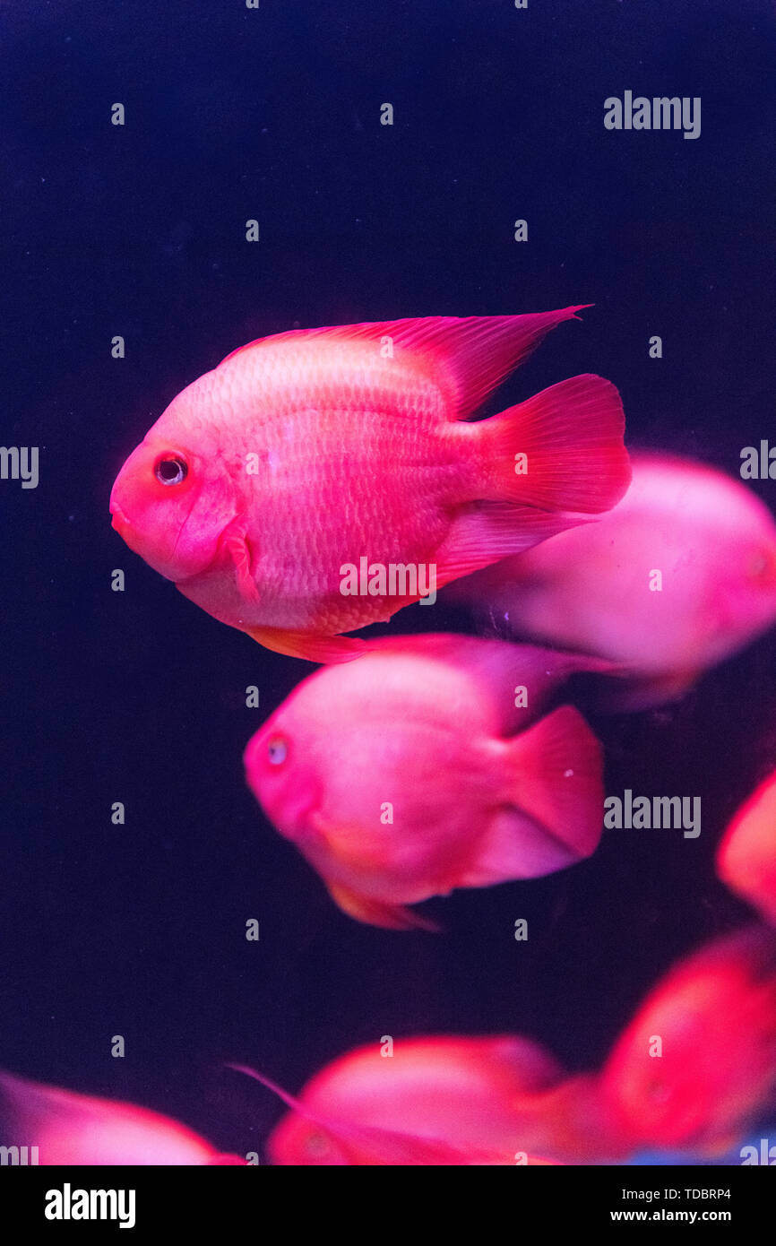 Blood parrot fish hi-res stock photography and images - Alamy