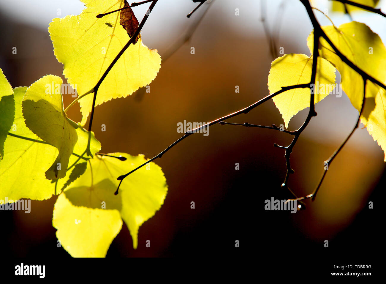 Autumn leaf branch, great design. Natural light Stock Photo - Alamy