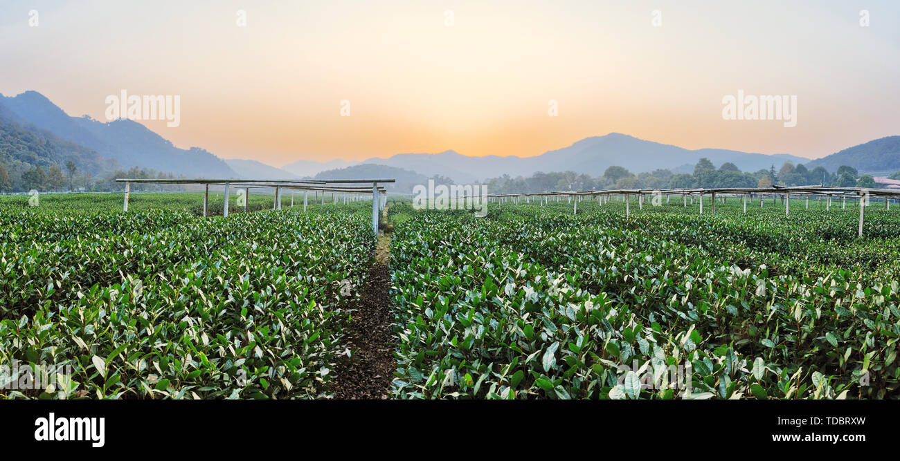 Tea plant garden in rural area Stock Photo - Alamy