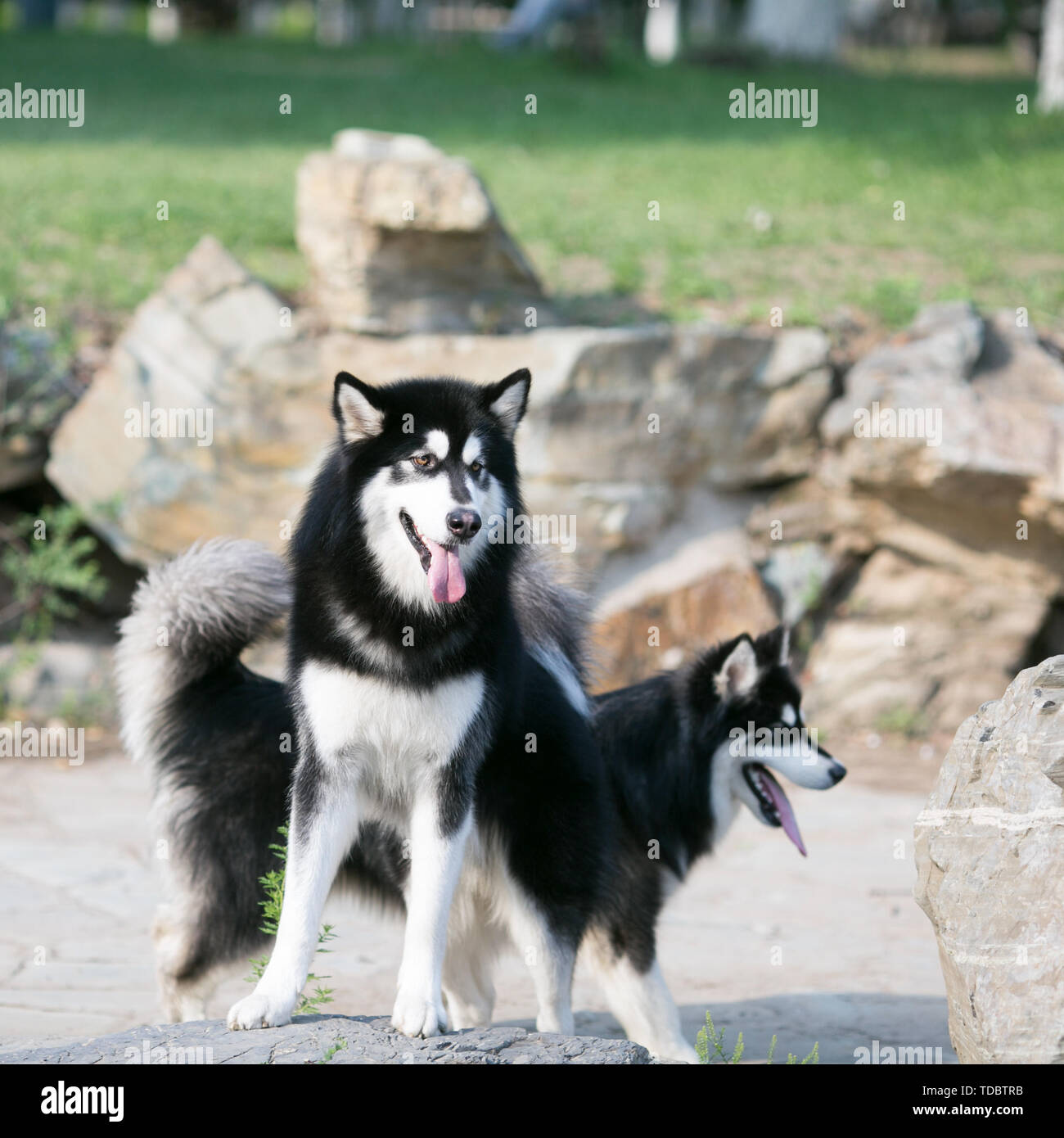 Alaska dog puppies hi-res stock photography and images - Alamy