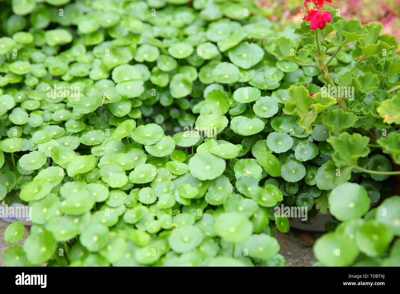 Copper coin grass hi-res stock photography and images - Alamy