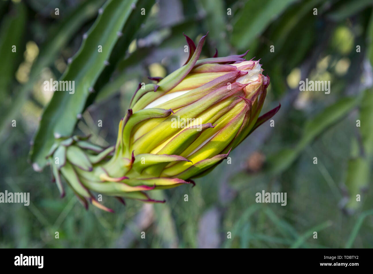 Local close-up of dragon fruit buds Stock Photo - Alamy