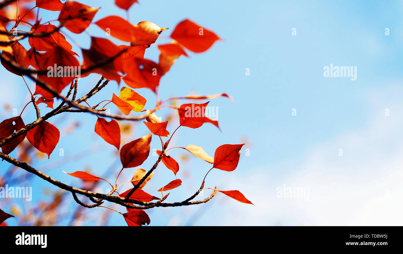 One tree in four seasons hi-res stock photography and images - Alamy