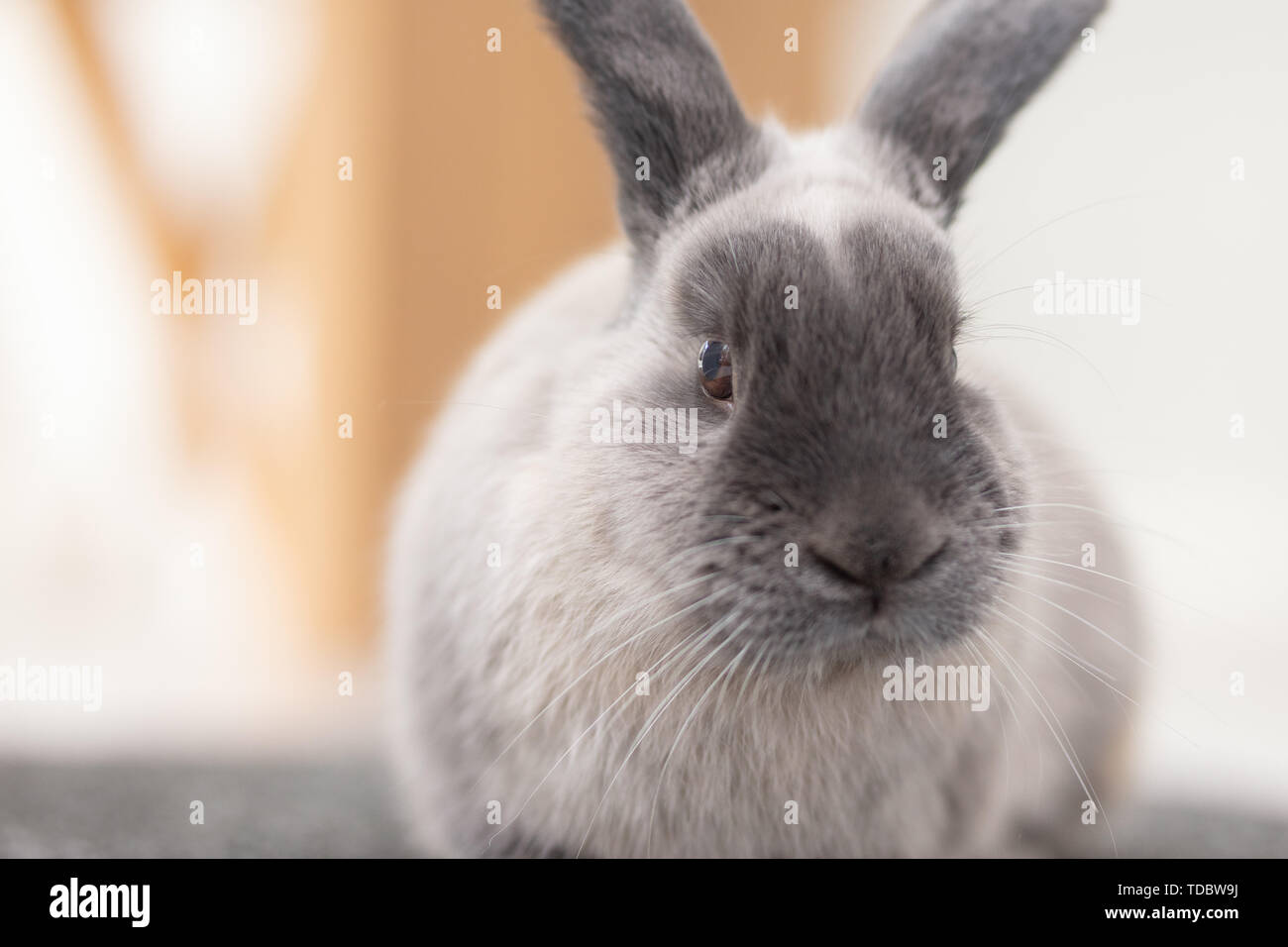 Pure rabbit hi-res stock photography and images - Alamy