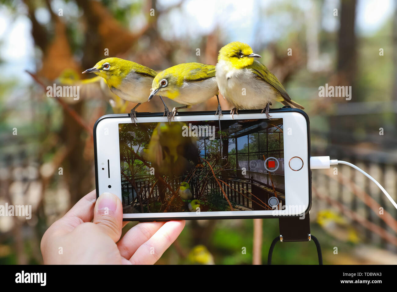 Intimate photos of lovesick interacting with people Stock Photo - Alamy