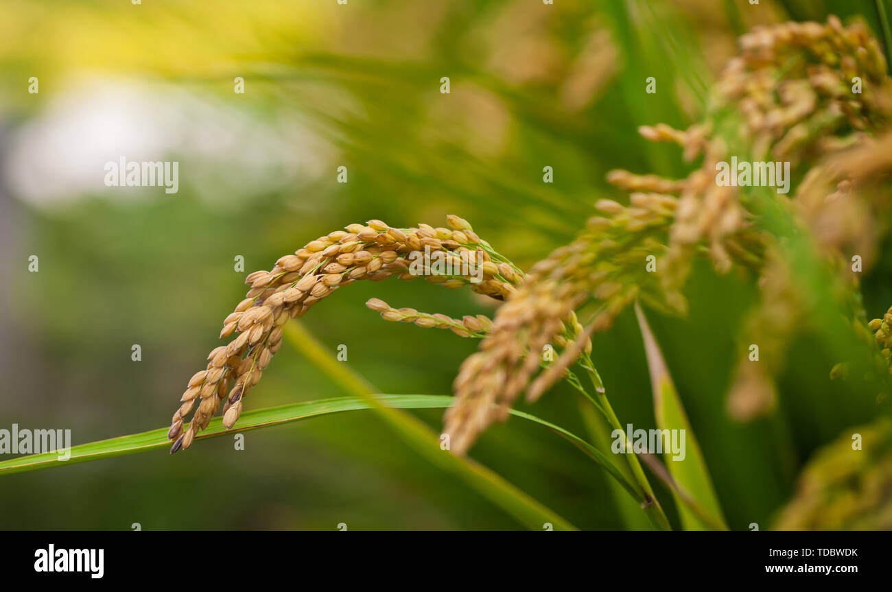 Rice, rice, rice, agriculture Stock Photo - Alamy