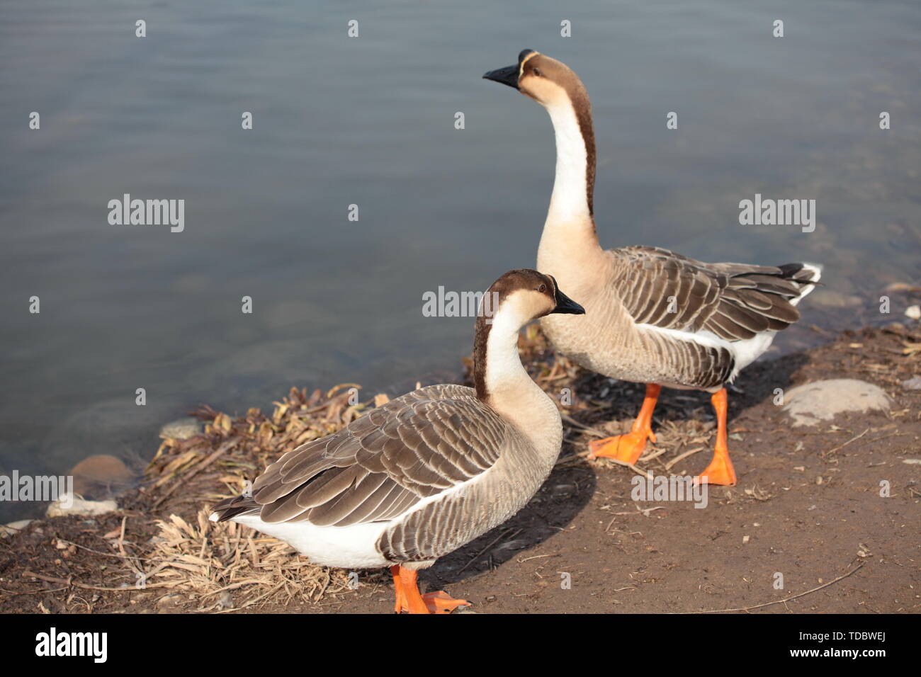 Hongyan hi-res stock photography and images - Alamy