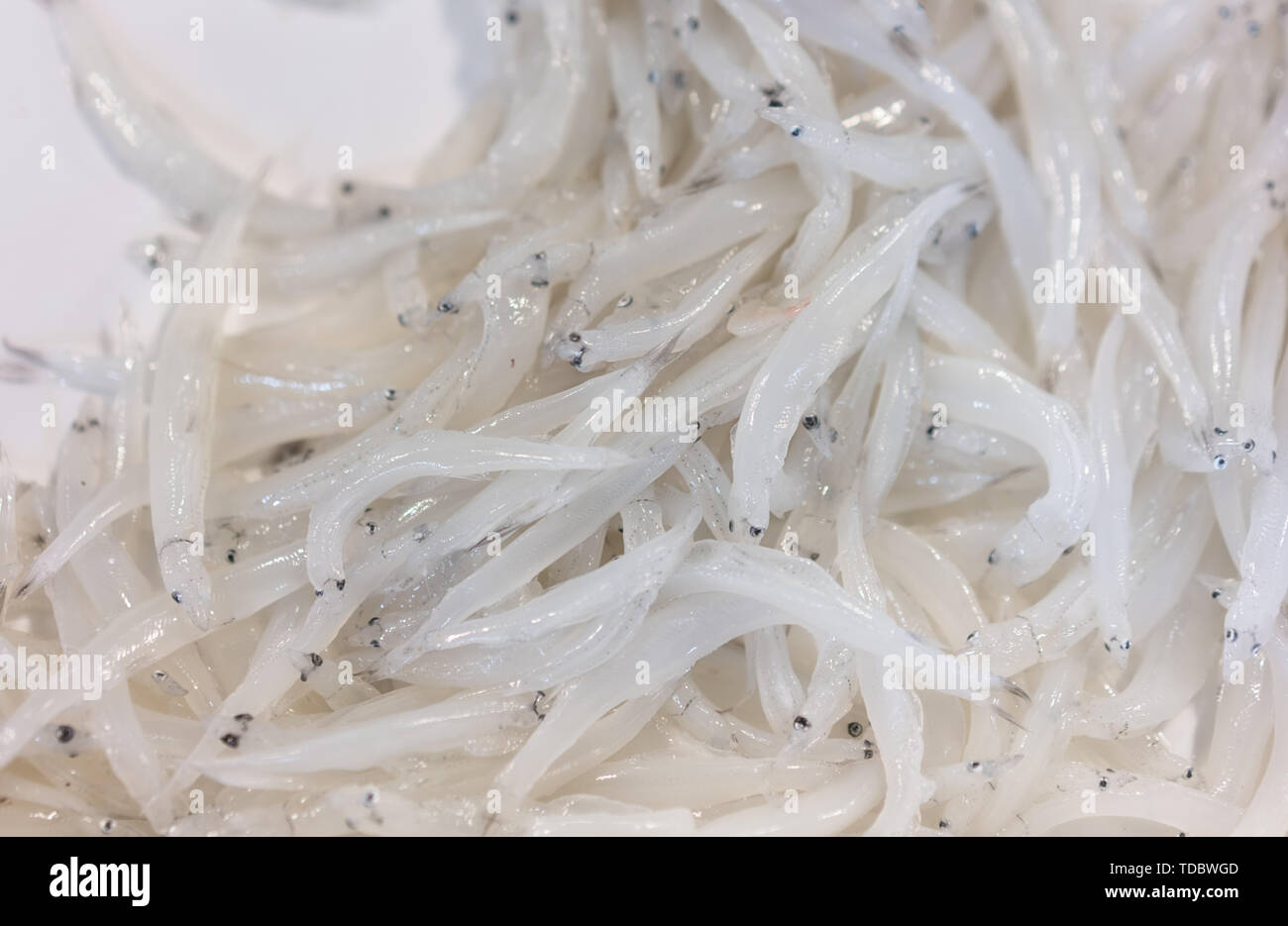 Silverfish close up hi-res stock photography and images - Alamy