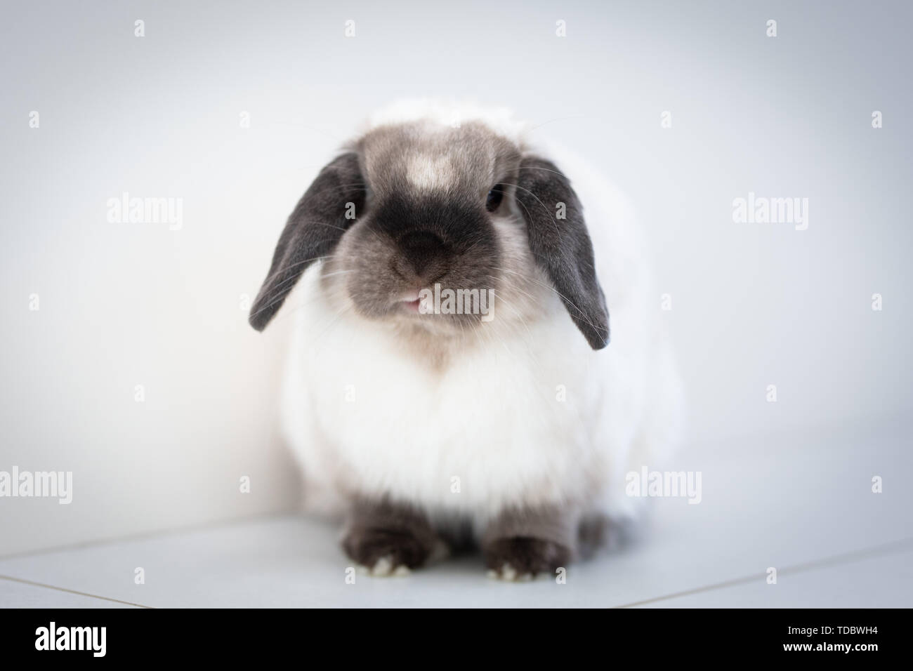 Mini lop rabbit hi-res stock photography and images - Alamy