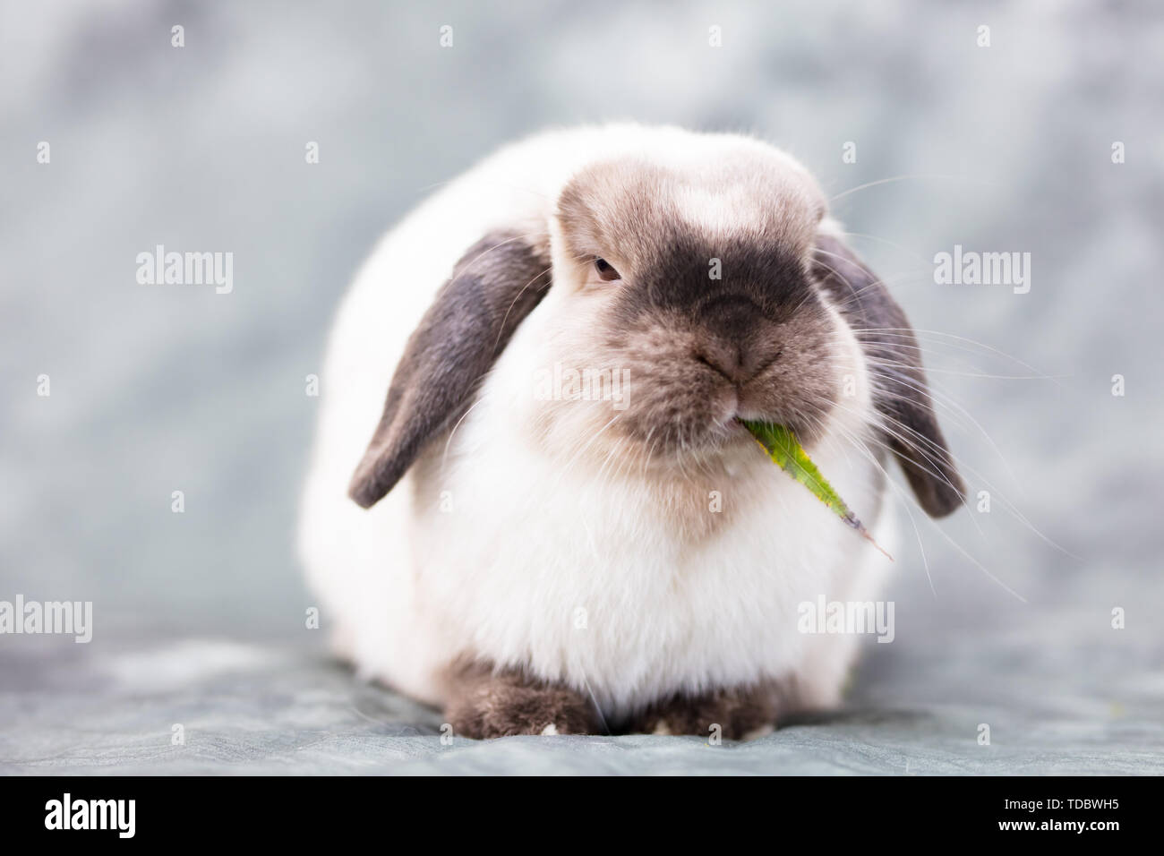 Mini Lop Rabbit Stock Photo - Alamy