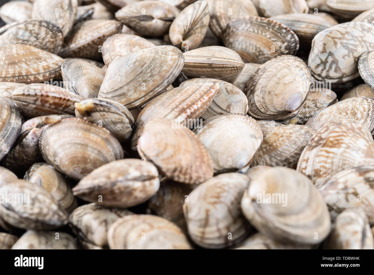 Spicy flower clams hi-res stock photography and images - Alamy