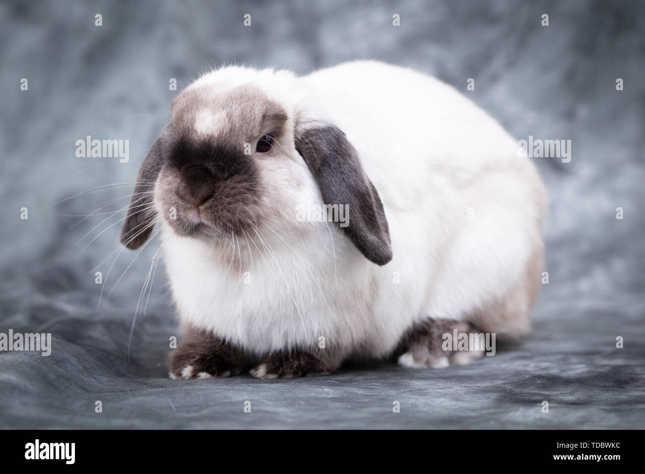 Mini Lop Rabbit Stock Photo - Alamy