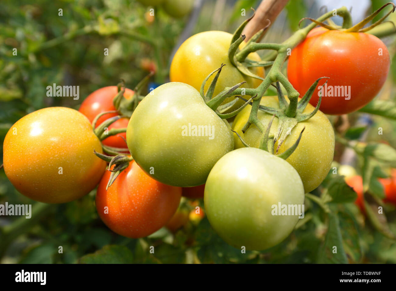 Healthy climbing plants with immature crops hi-res stock photography ...