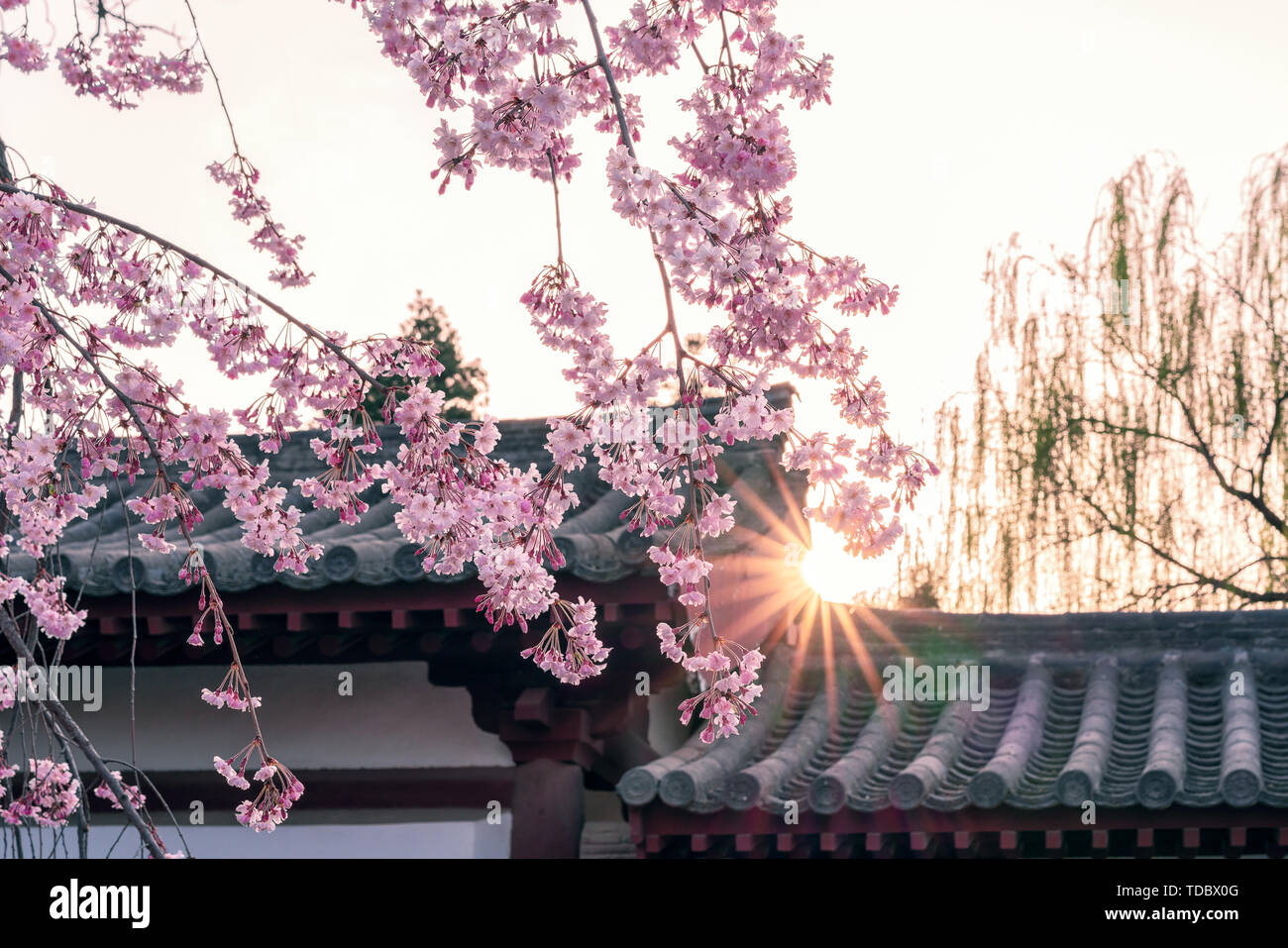 Cherry blossoms at Qinglong Temple in Xi'an Stock Photo - Alamy