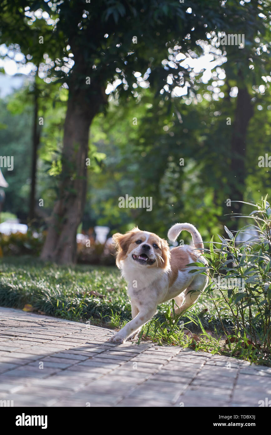 Butterfly dog hi-res stock photography and images - Alamy
