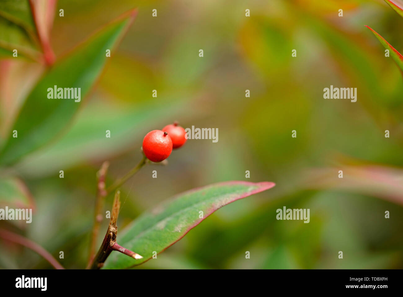 Red fruit of southern bamboo Stock Photo - Alamy