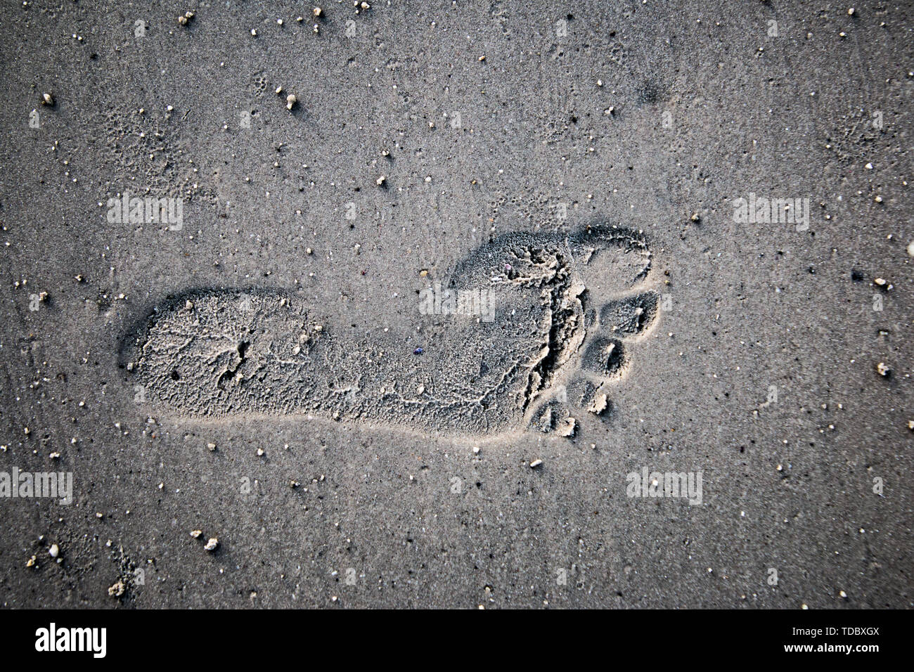 Single textured footprint in sand Stock Photo - Alamy
