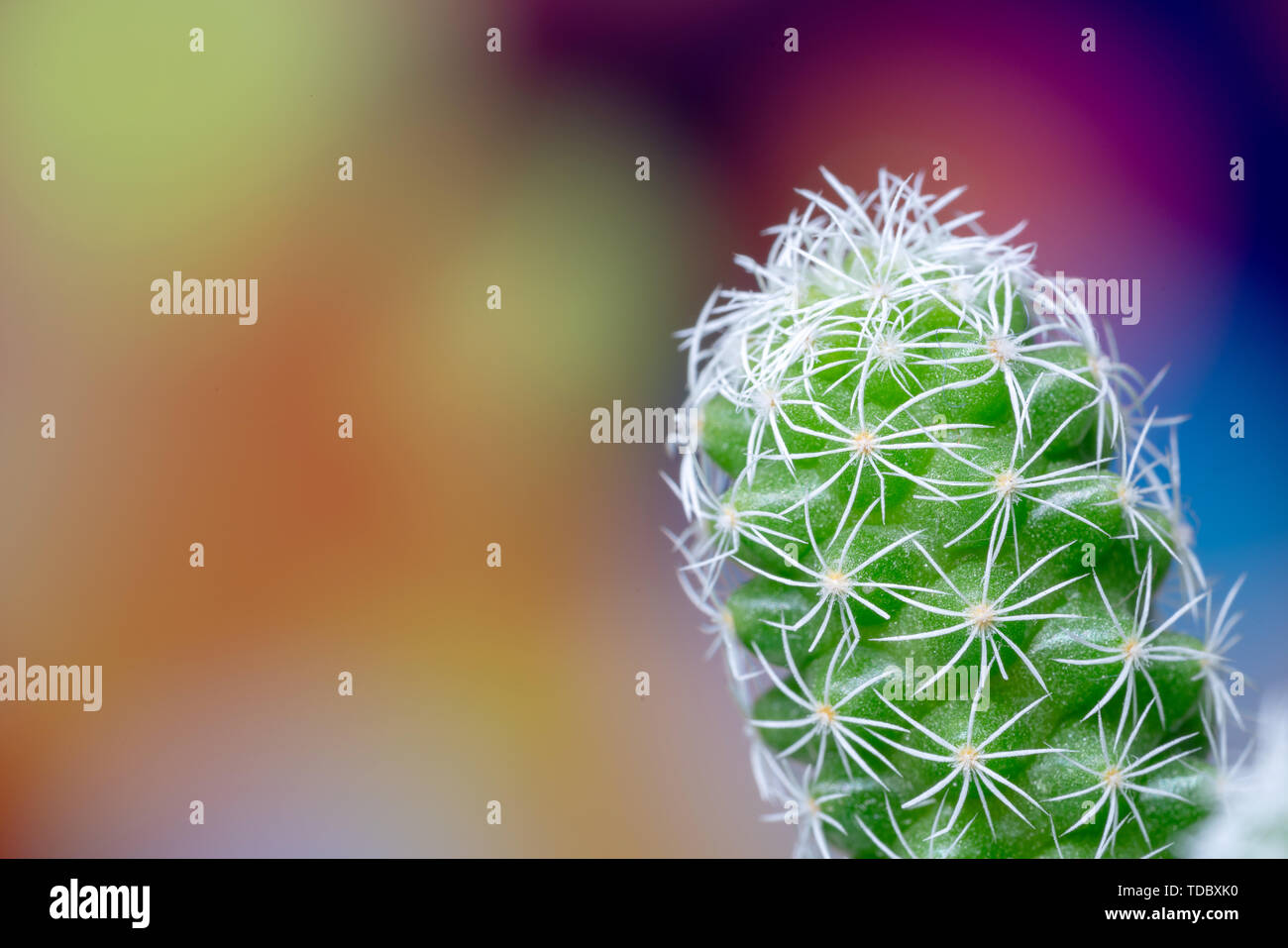 Microscopic creatures hi-res stock photography and images - Alamy