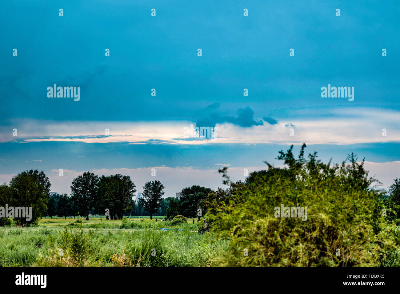 Blue sky, white cloud tree Stock Photo - Alamy