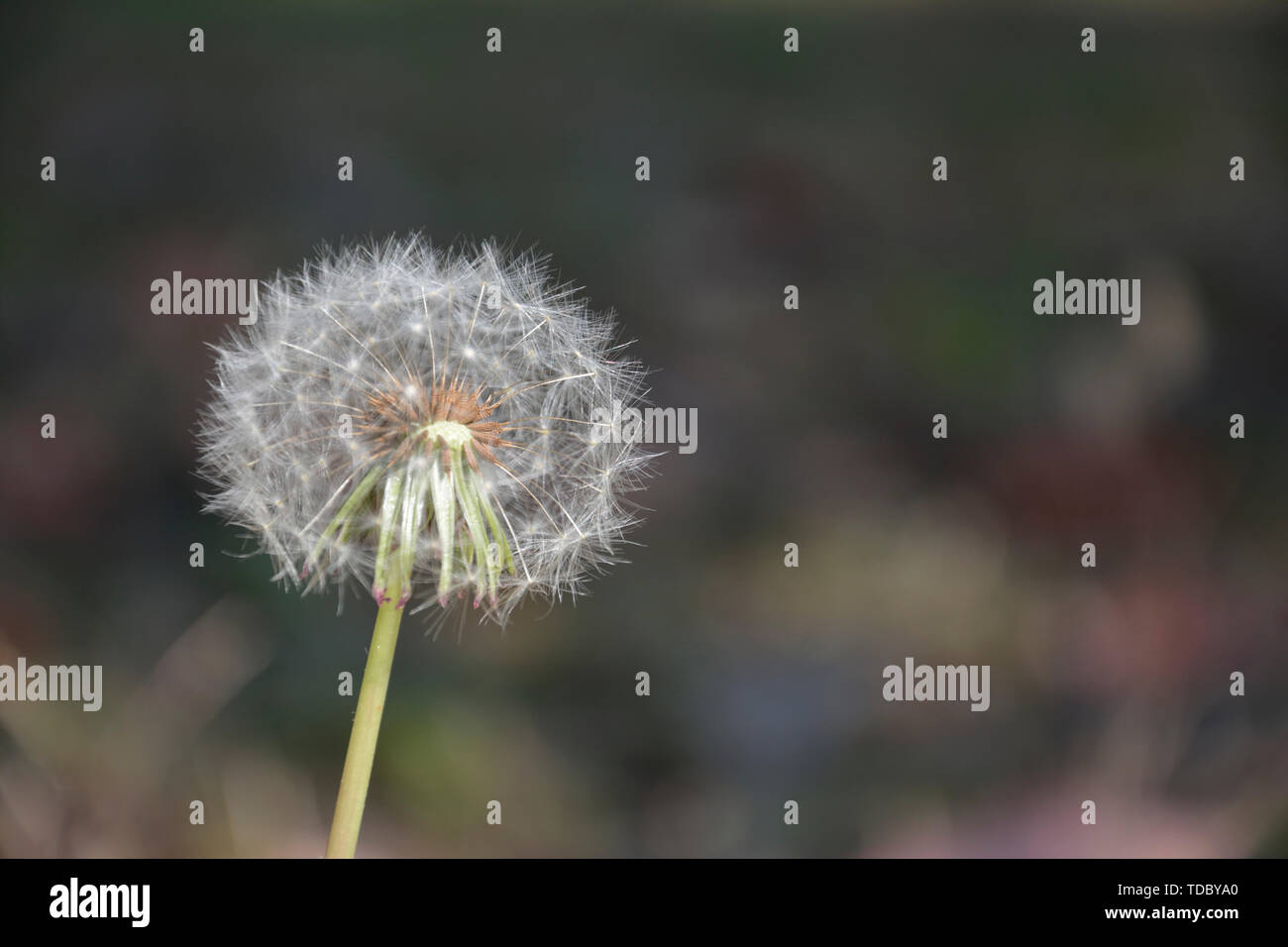 Copper money grass hi-res stock photography and images - Alamy