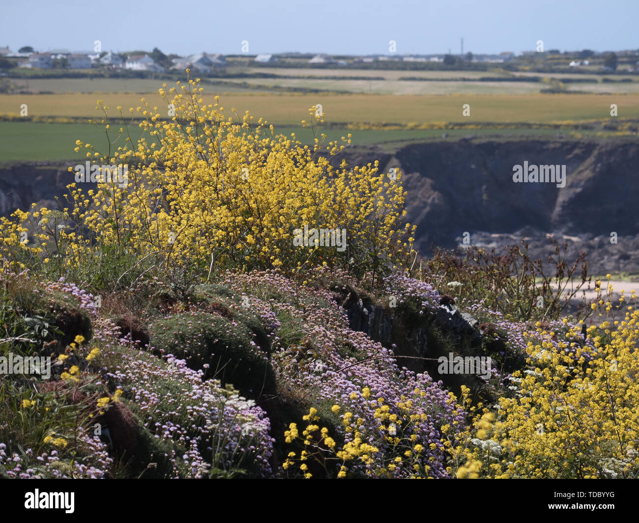 Path near Trevone Stock Photo - Alamy