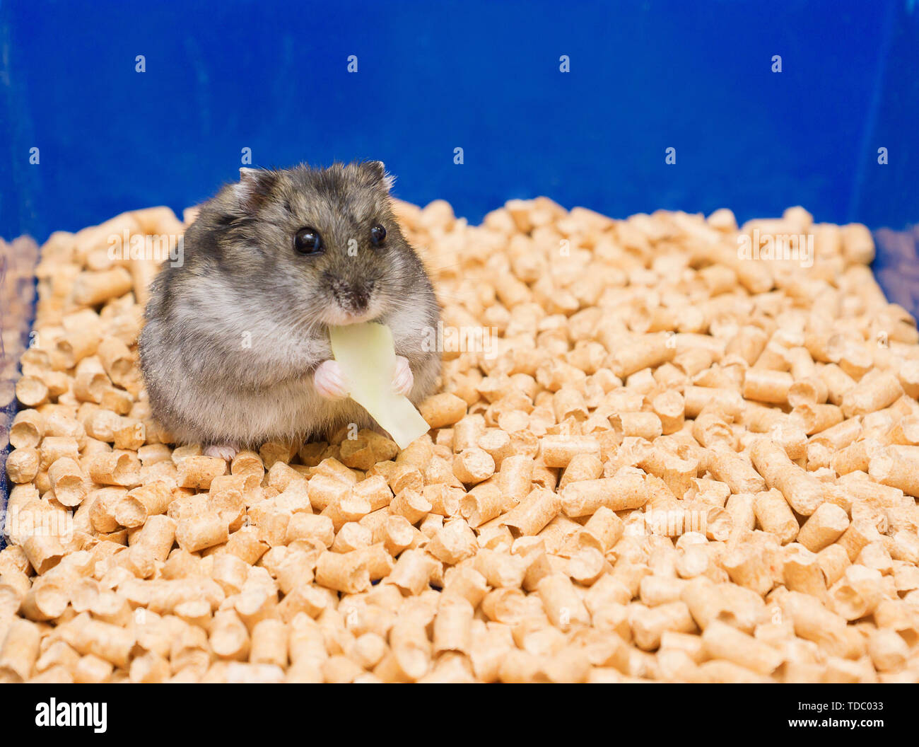 Little dwarf hamster hi-res stock photography and images - Alamy