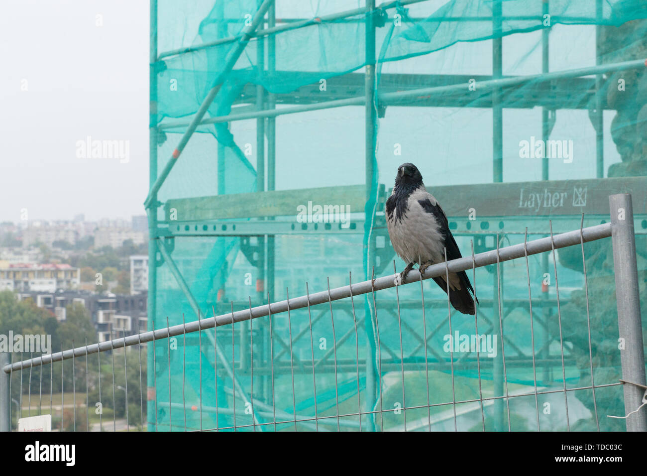 gray crows frequent visitors in European cities Stock Photo - Alamy