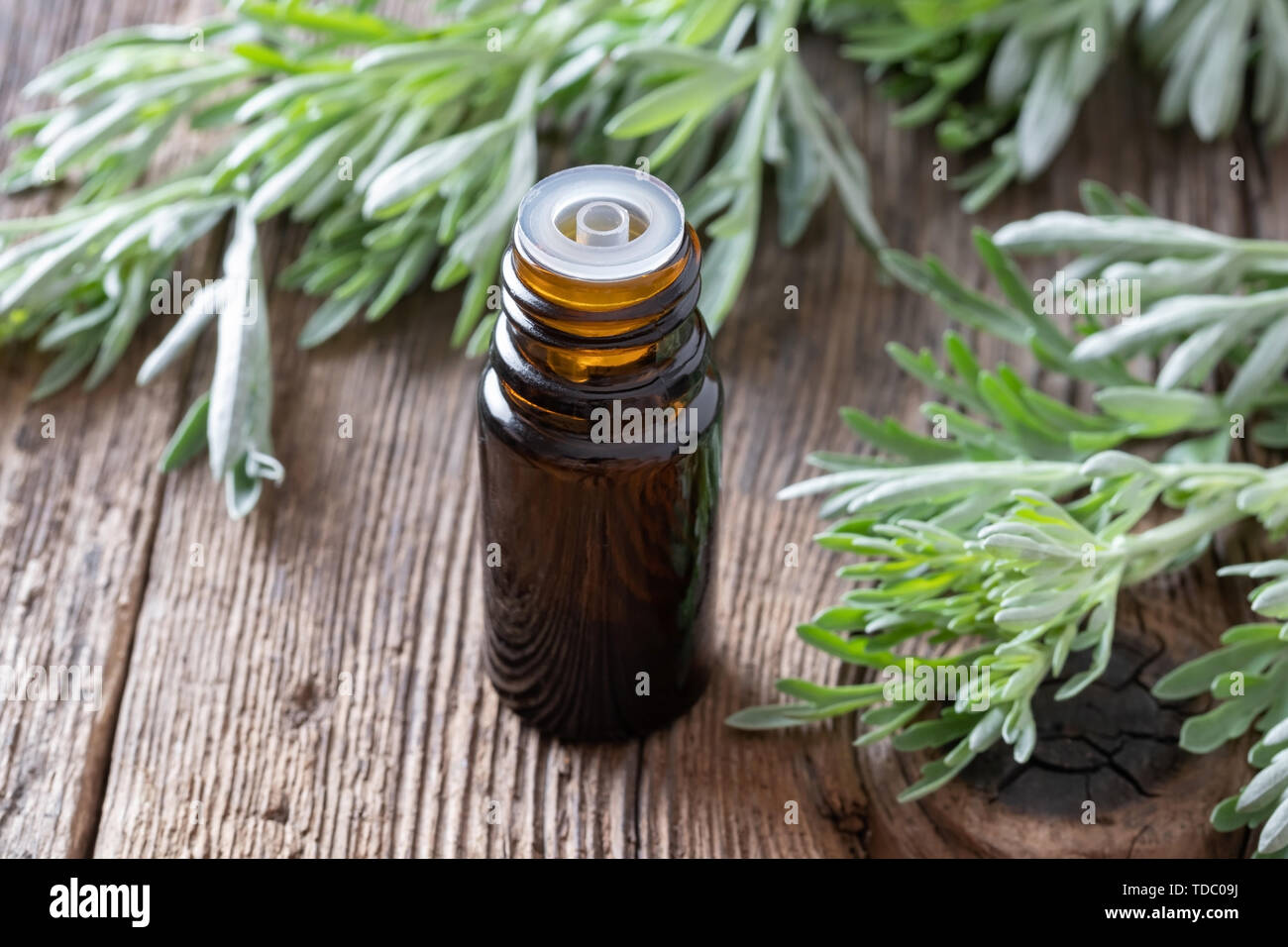 A bottle of wormwood essential oil with fresh Artemisia Absinthium ...