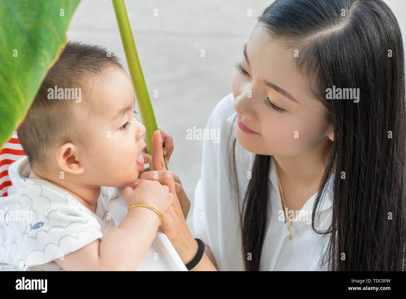 Baby Taro High Resolution Stock Photography and Images - Alamy