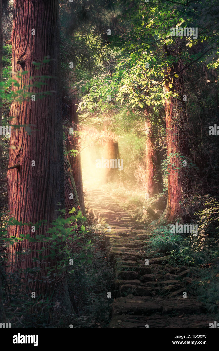 Linan Tianmu Mountain, with a rare ancient willow fir community in the ...