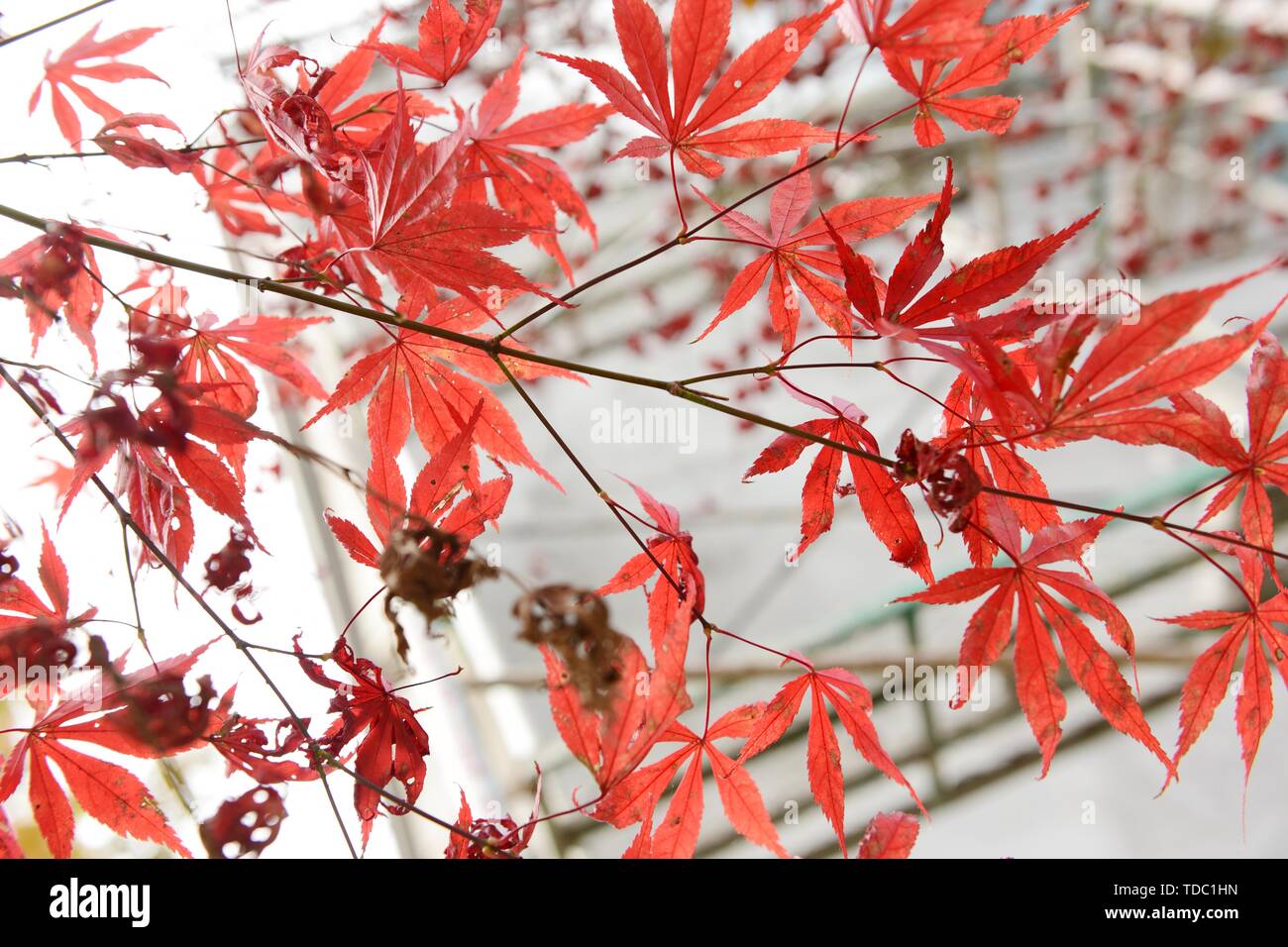 Pentagonal maple leaves hi-res stock photography and images - Alamy