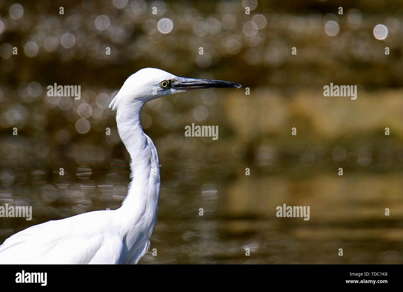 A group of egrets Stock Photo - Alamy