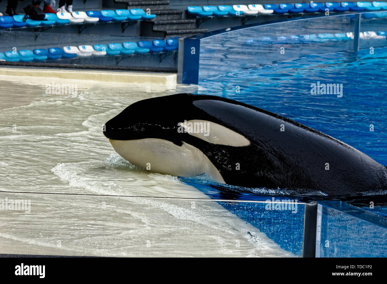 Haichang Ocean Park orca performance in Shanghai Stock Photo - Alamy