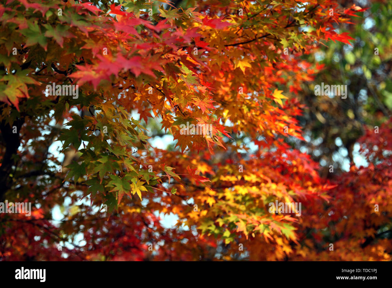 Autumn Color (Hangzhou Chengdong Park Stock Photo - Alamy