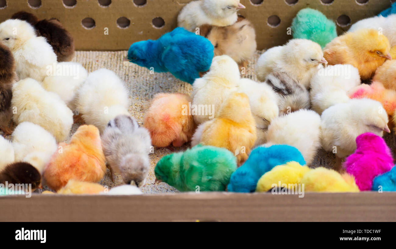 Group of newborn baby chicks brought for sale at bazaar in thick paper ...