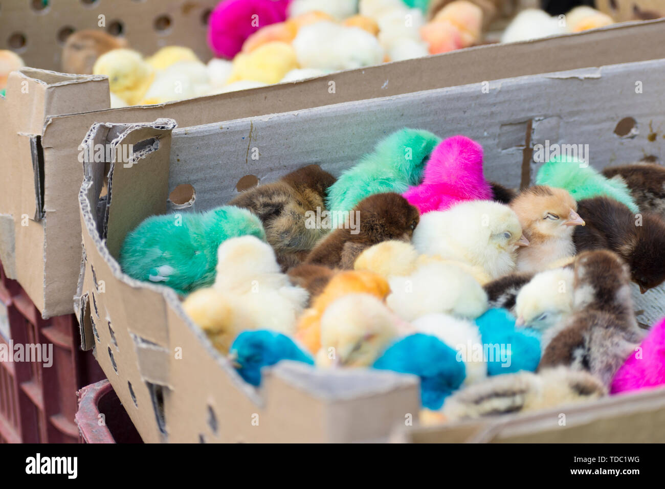 Group of newborn baby chicks in thick paper boxes Stock Photo - Alamy