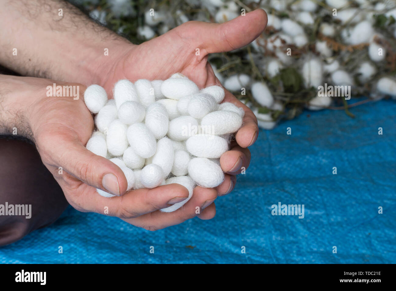 Man's hand holding collection of white silkworm cocoon shells, source ...