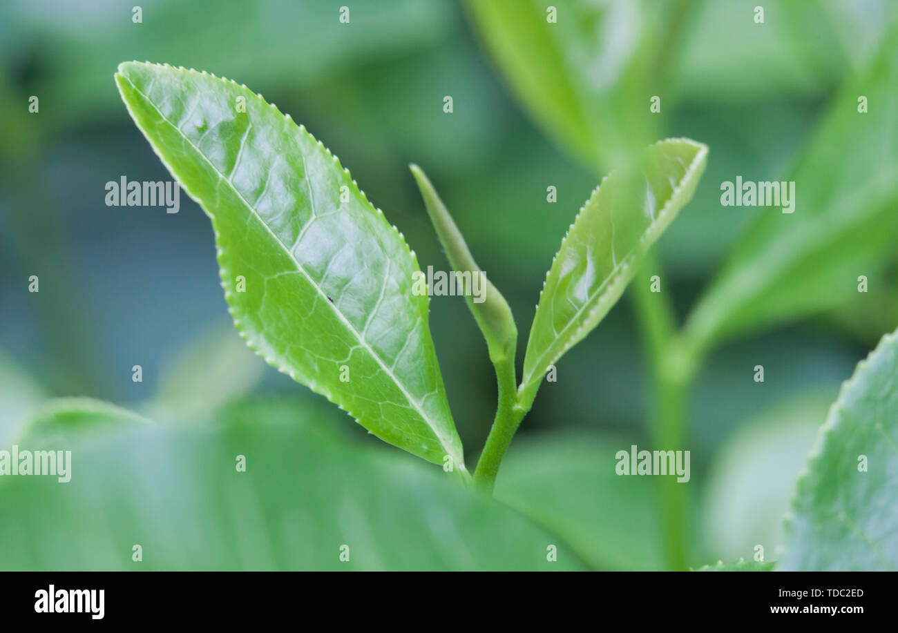 Origin of tea Stock Photo - Alamy
