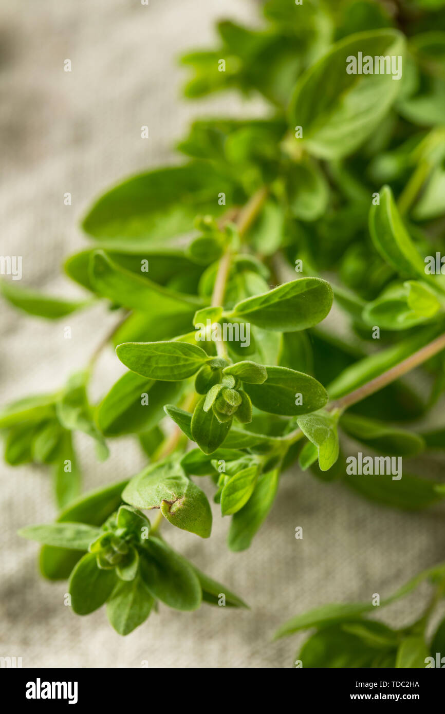 Marjoram hi-res stock photography and images - Alamy