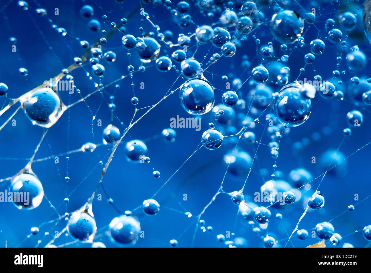 Water droplet on spider web hi-res stock photography and images - Alamy