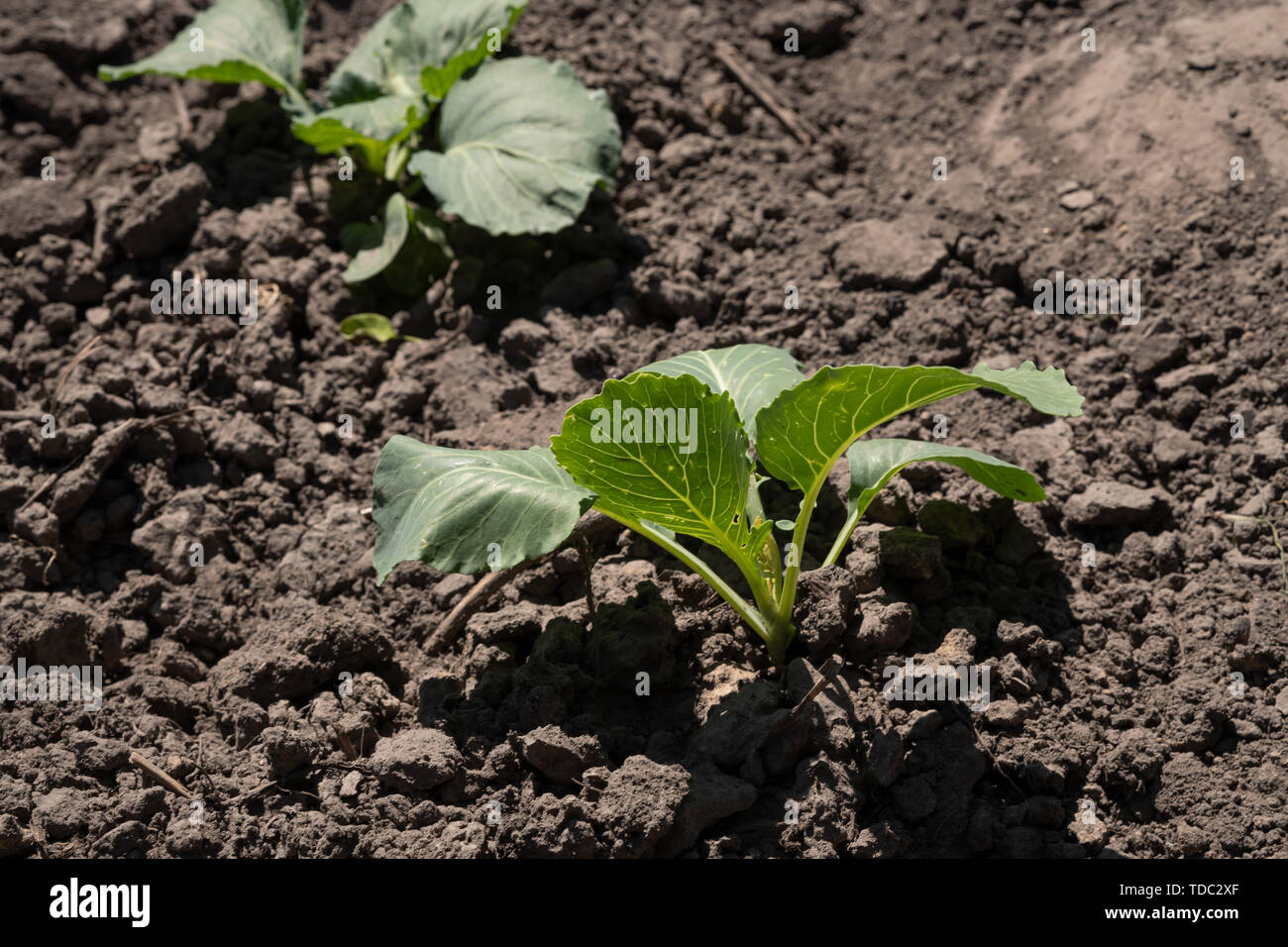 Young sprouts of cabbage. Cabbage seedlings in the garden. greenhouse ...