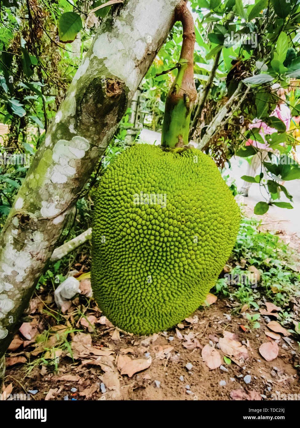 National fruit of bangladesh hi-res stock photography and images - Alamy