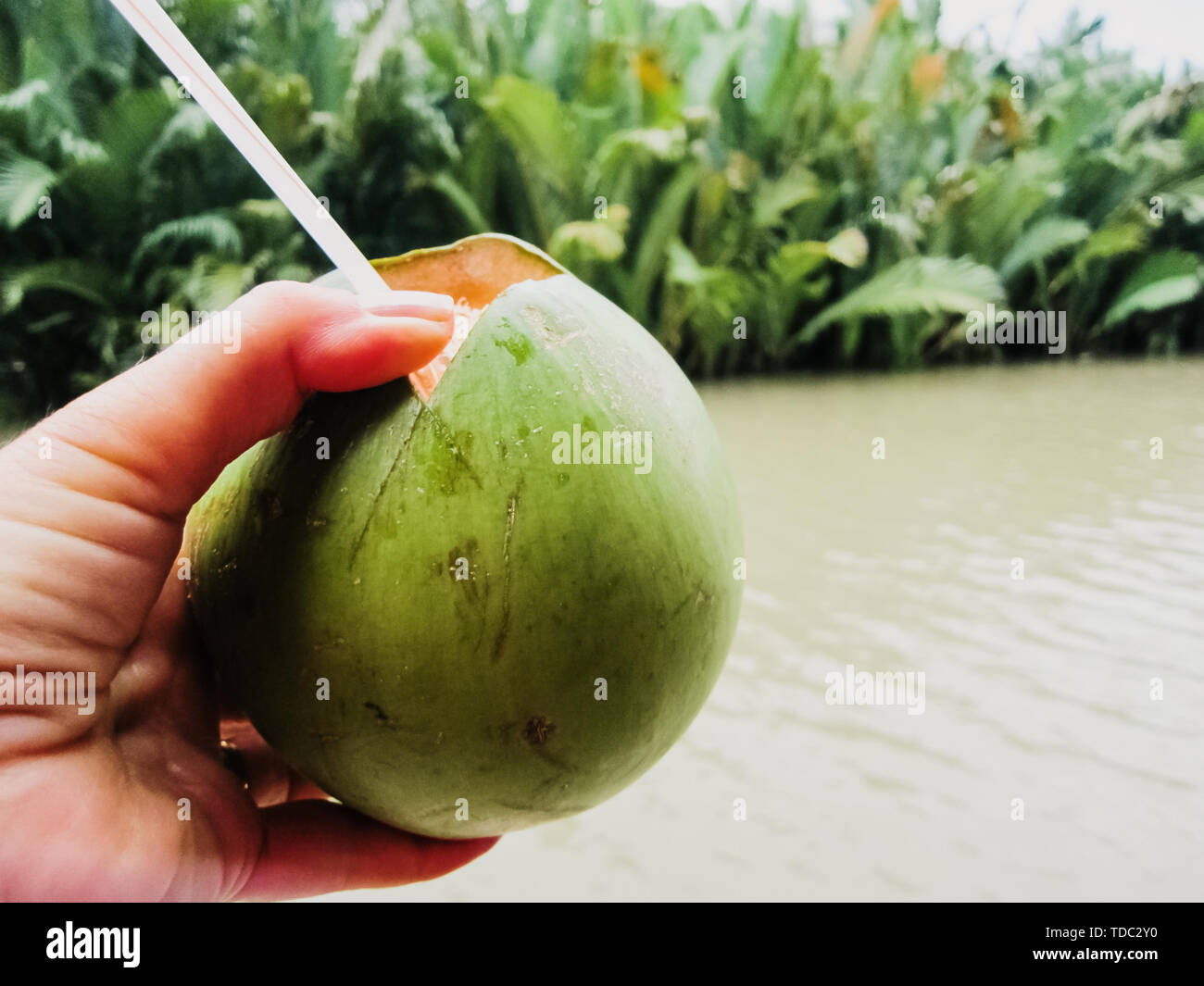 Drinking Coconut Water From Coconut High Resolution Stock Photography ...