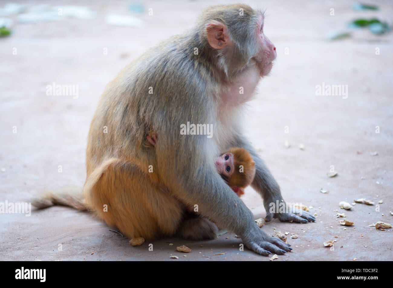Mother and son monkey Stock Photo - Alamy