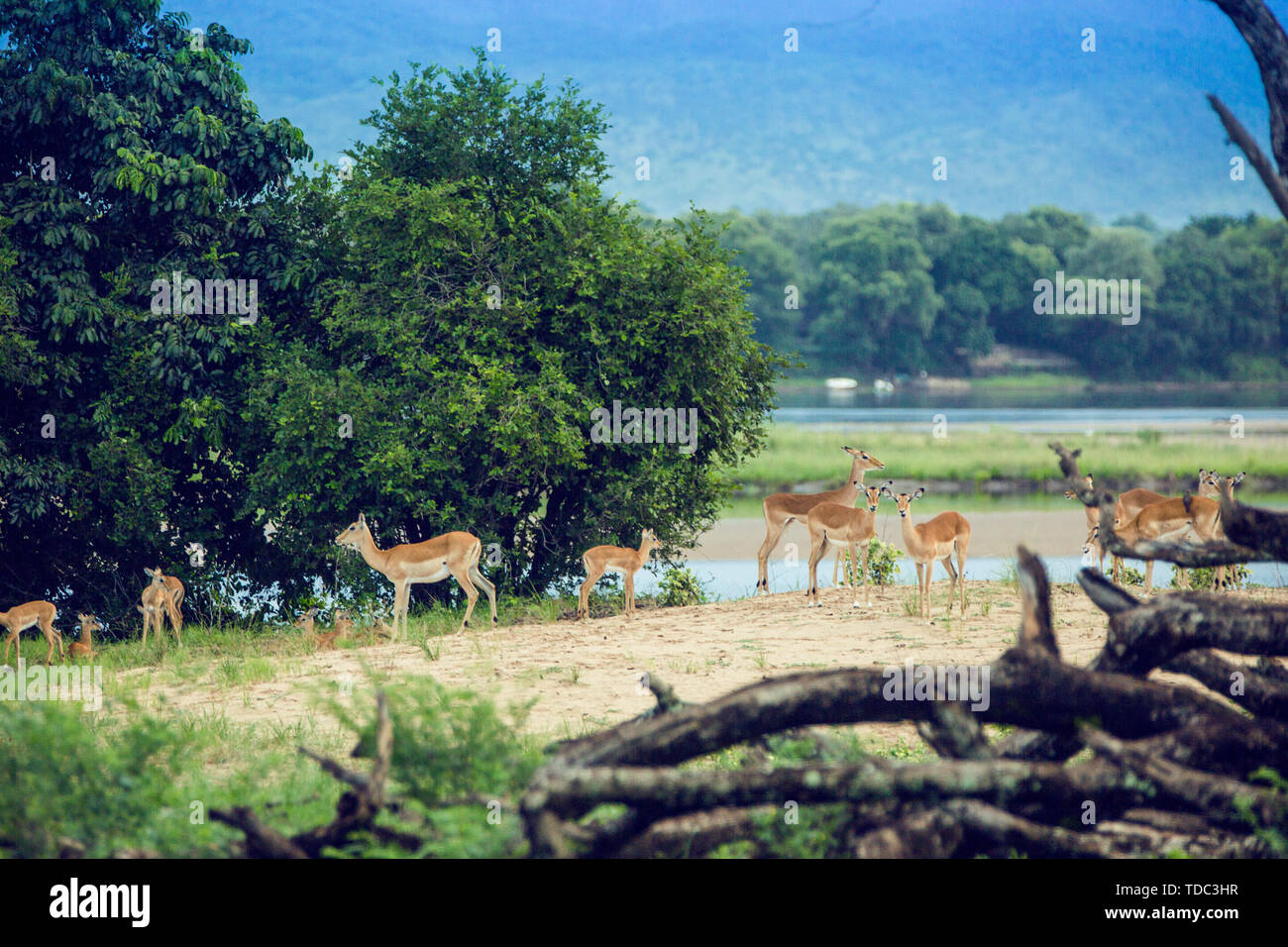 Africa, Zimbabwe, animals, natural primitive, impala, Zambezi Stock ...