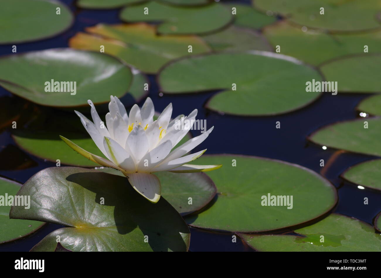 Lotus, Xia Ho, Lotus, Photography Stock Photo - Alamy