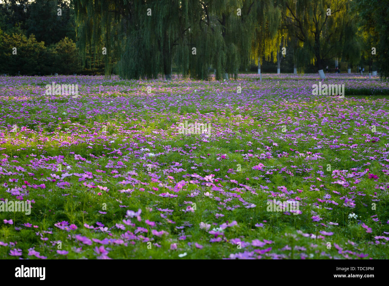 Gesang flower African chrysanthemum Orson flower field wild interest ...