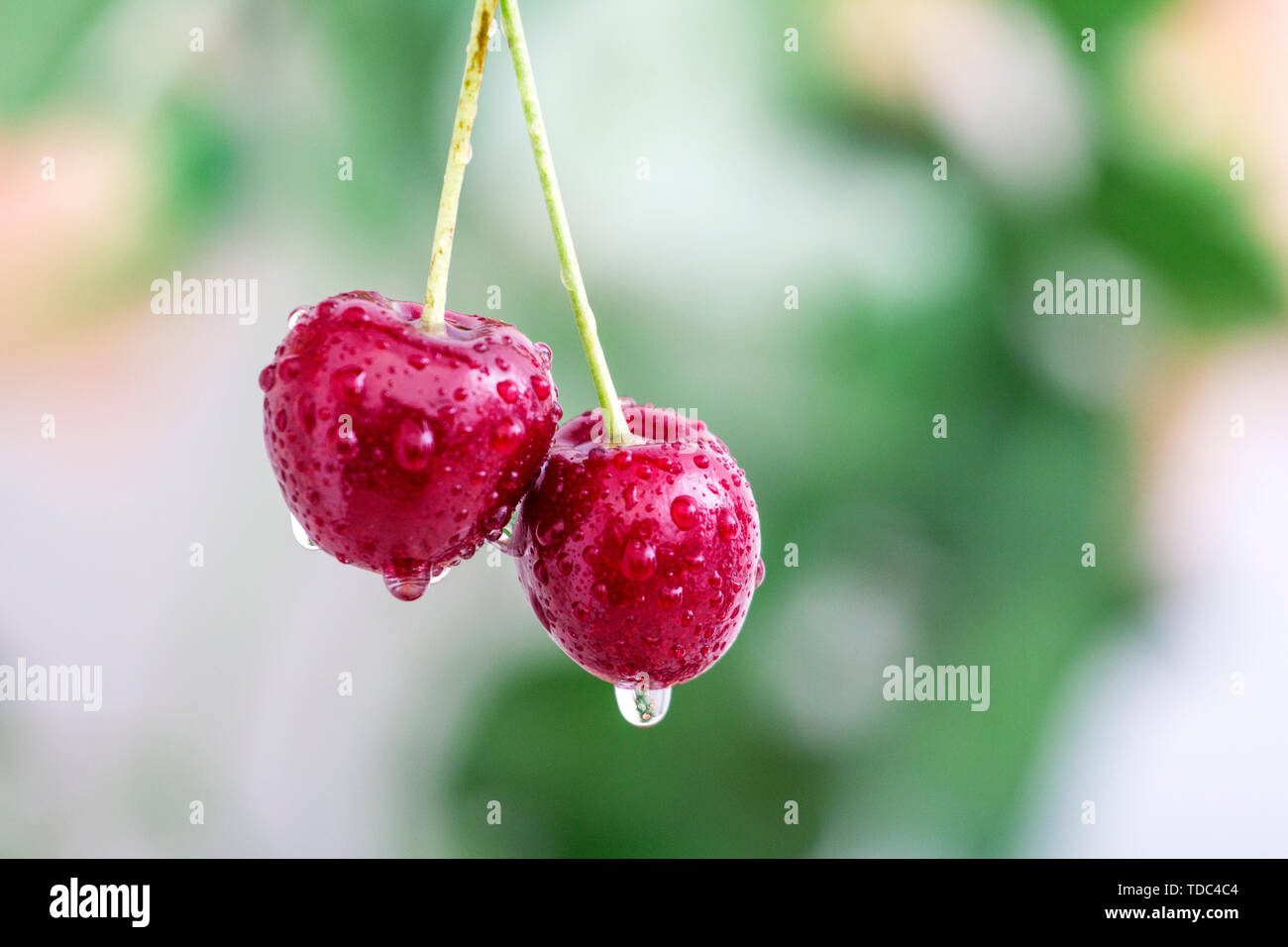 Dripping Cherries High Resolution Stock Photography and Images - Alamy