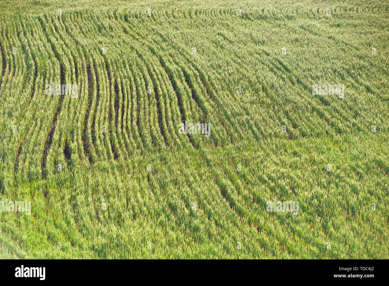 The wheat wave of Zhaosu Stock Photo - Alamy